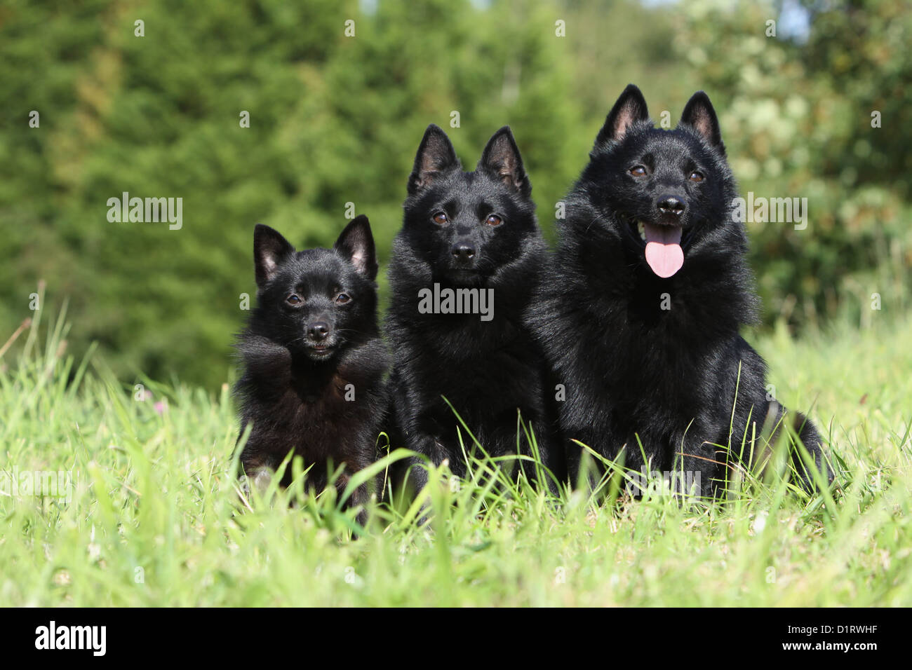 Dog Schipperke two adults and puppy sitting in the grass Stock Photo ...