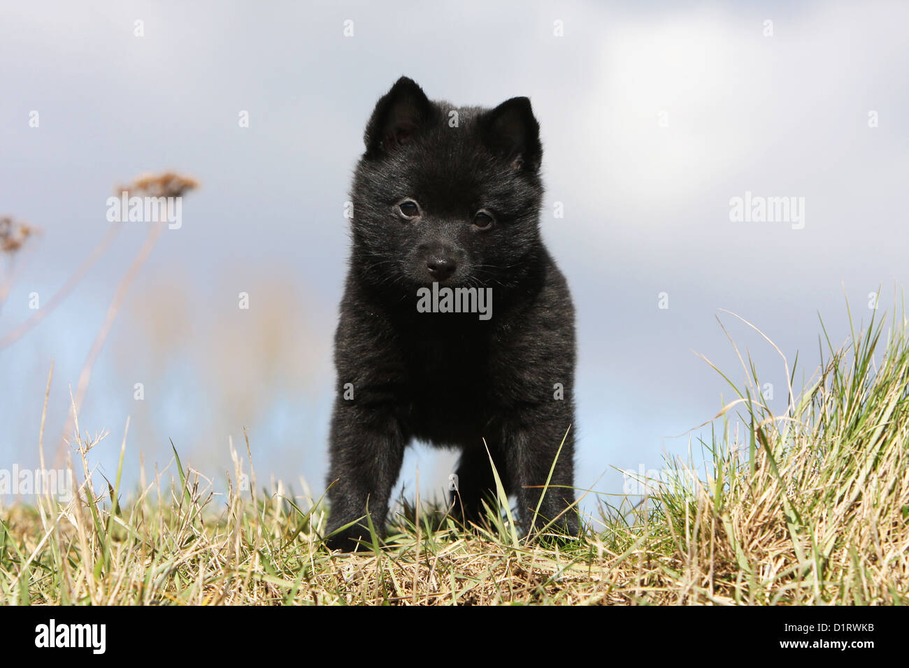 Cachorro De Schipperke Schipperke Pups Te Koop Uw Dierenwinkel In