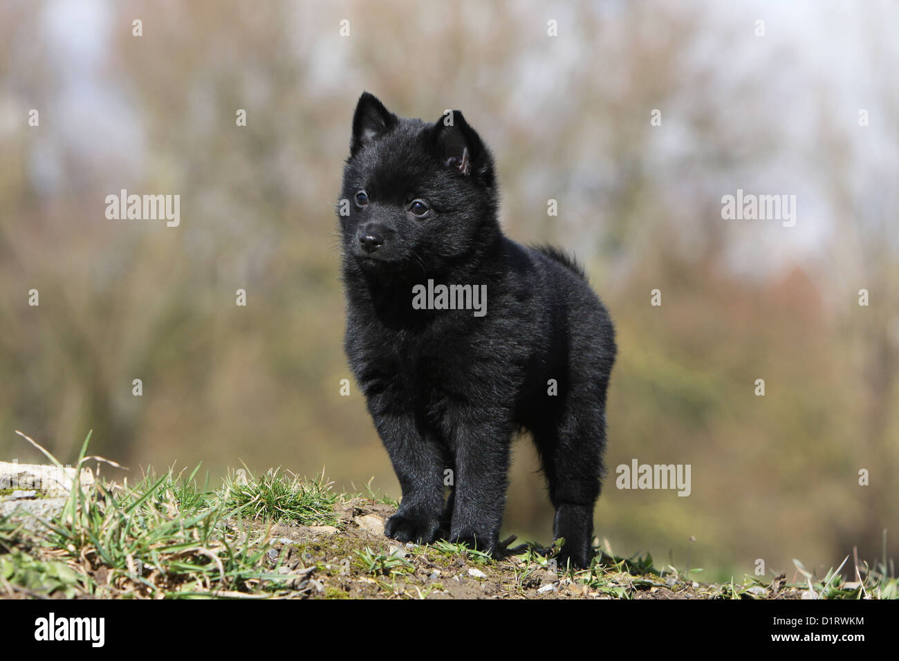 Schipperke puppy hi-res stock photography and images - Alamy