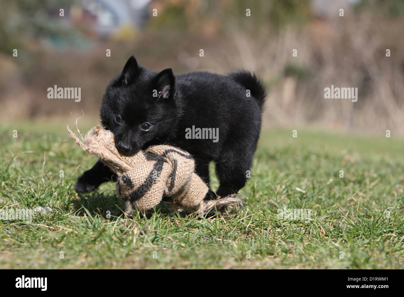 Puppies playing outside hi-res stock photography and images - Alamy