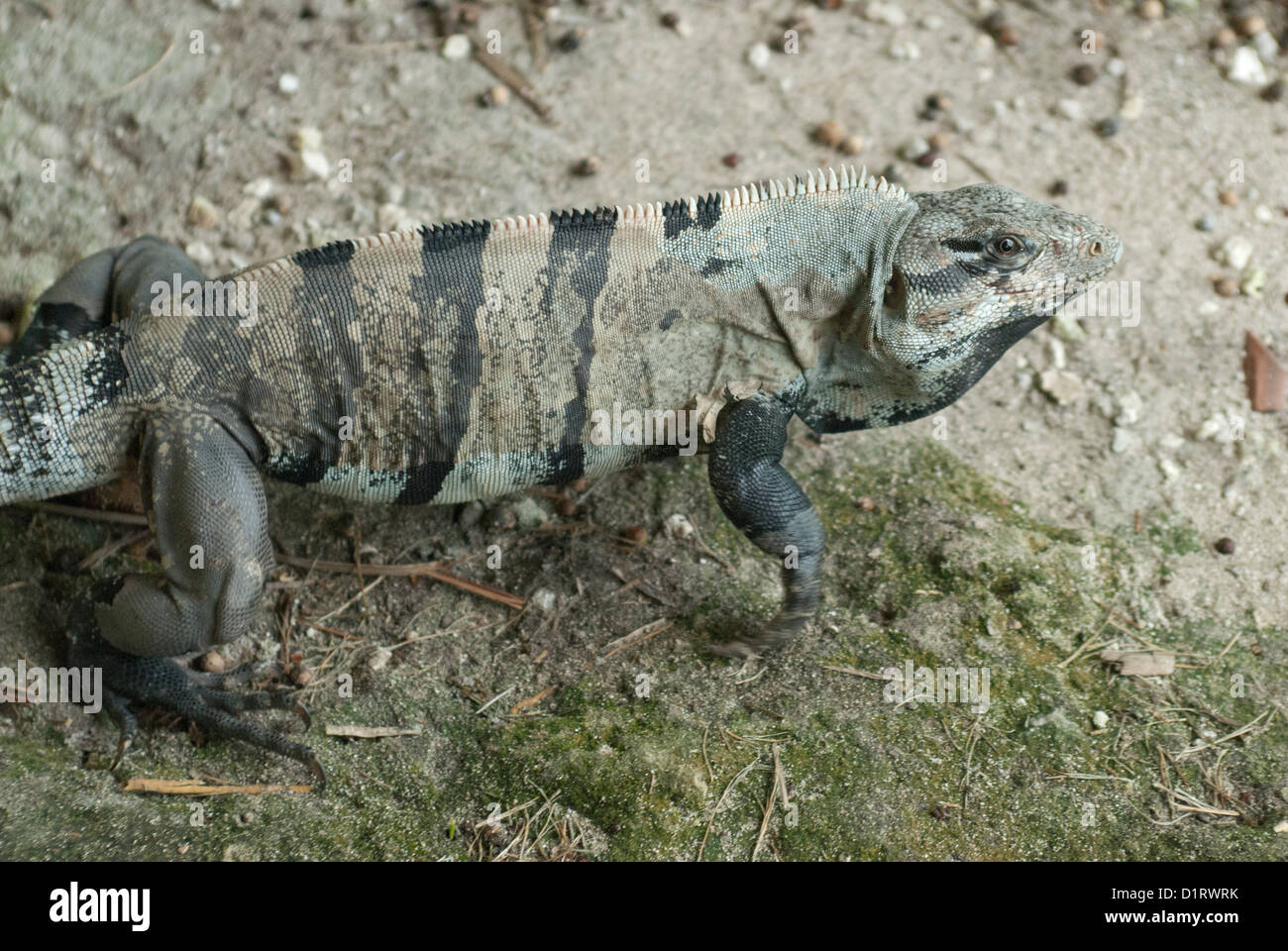 Gray lizard walking Stock Photo - Alamy