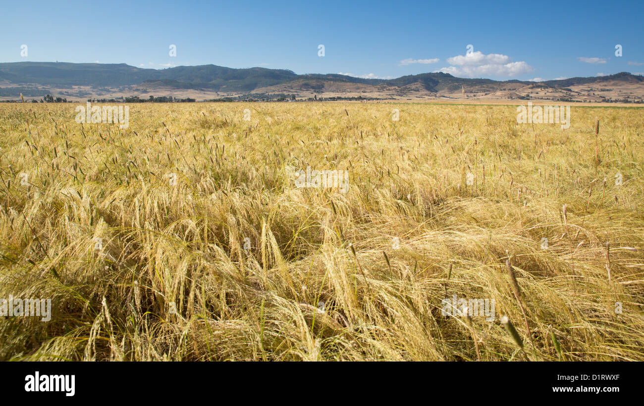 Beautiful wheat field with clear blue sky and mountains in the ...