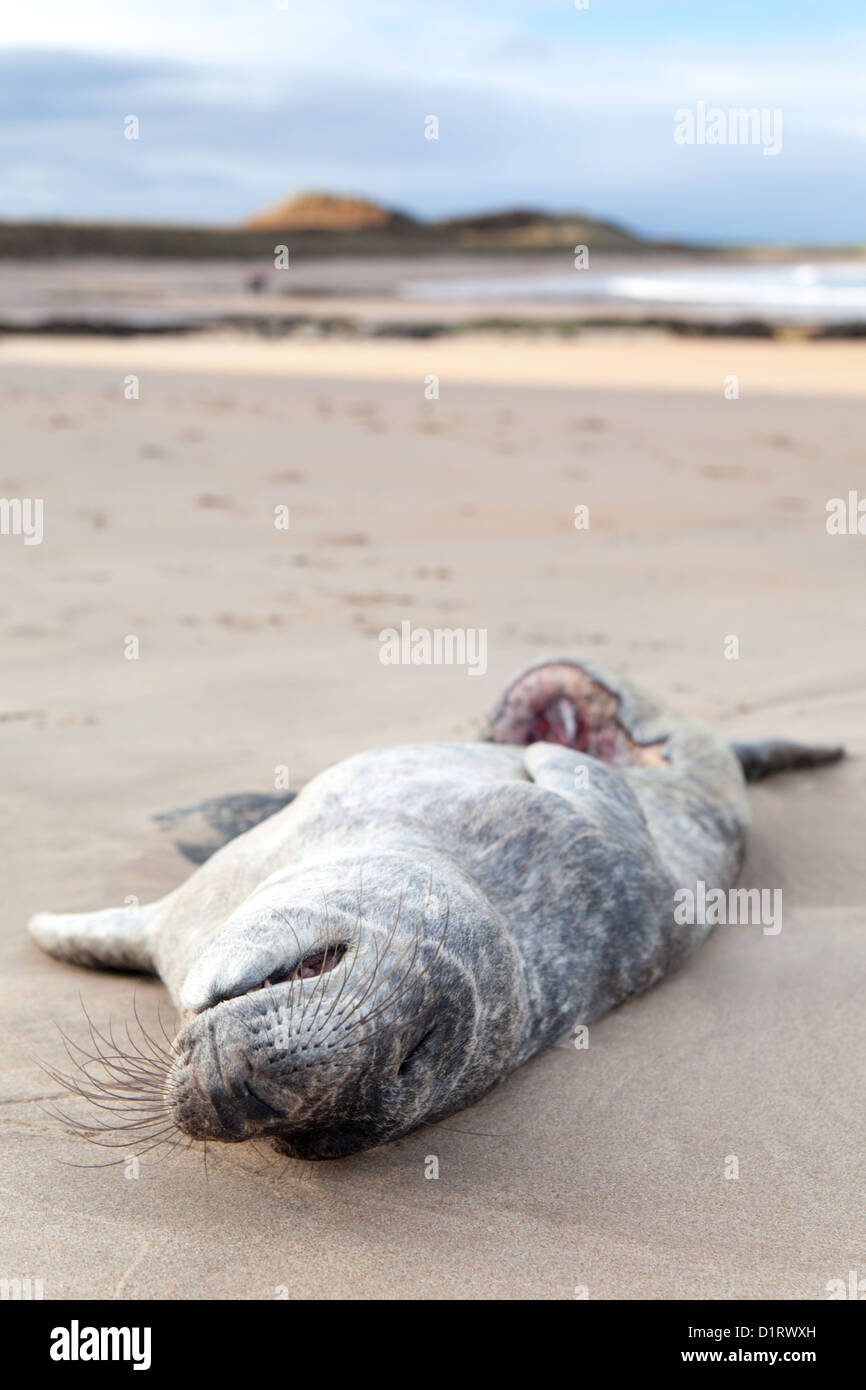 Dead Seal pup washed up on the Northumberland coast, Embleton beach ...