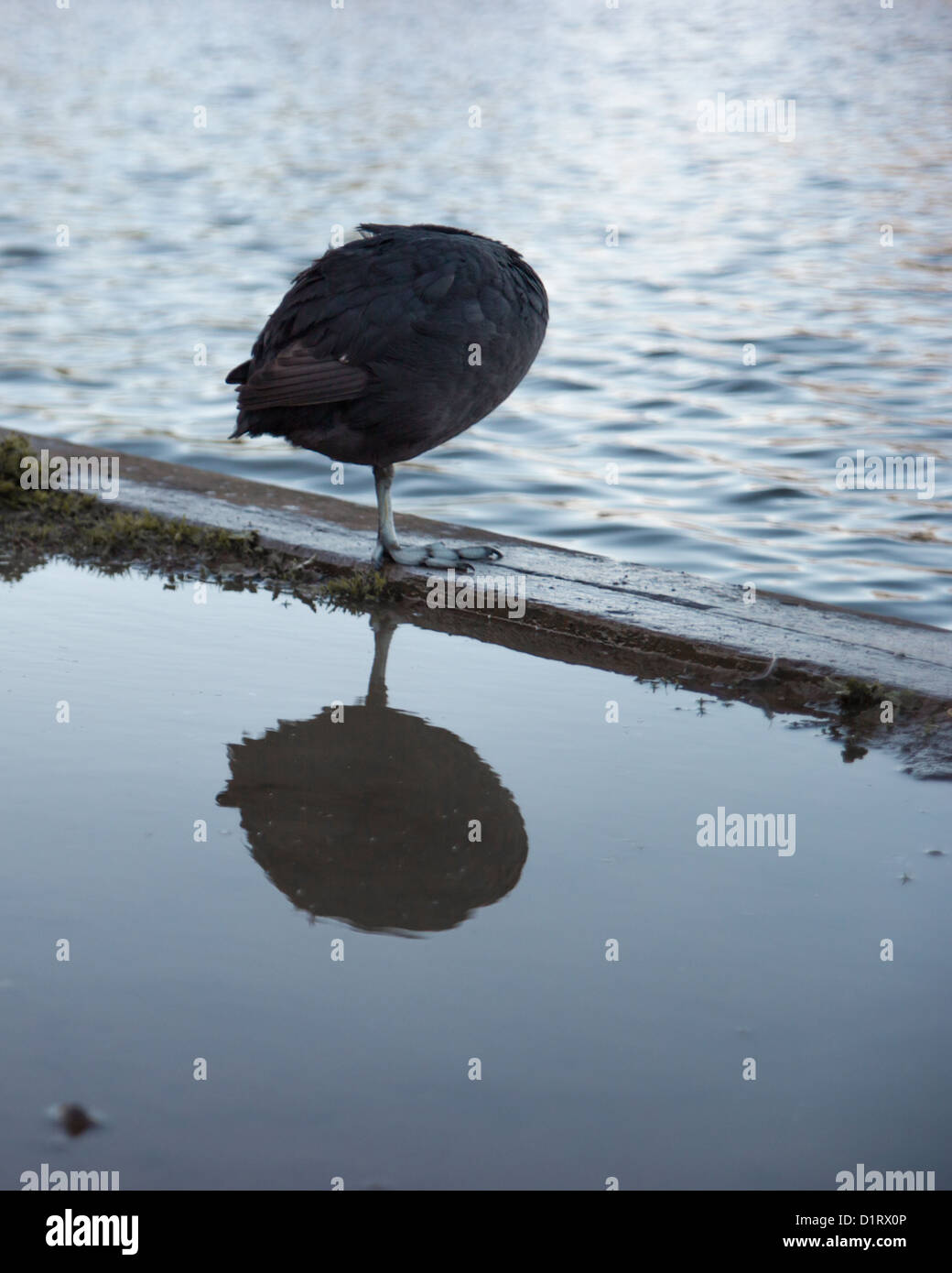 Headless bird hi-res stock photography and images - Alamy