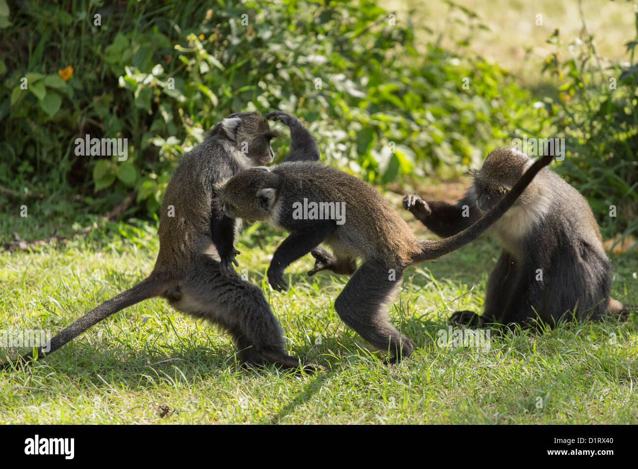 Spider Monkeys Fighting