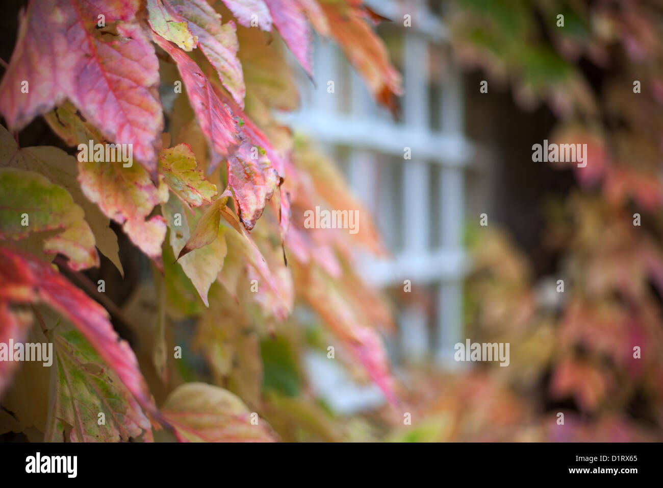 Virginia Creeper Uk High Resolution Stock Photography and Images - Alamy