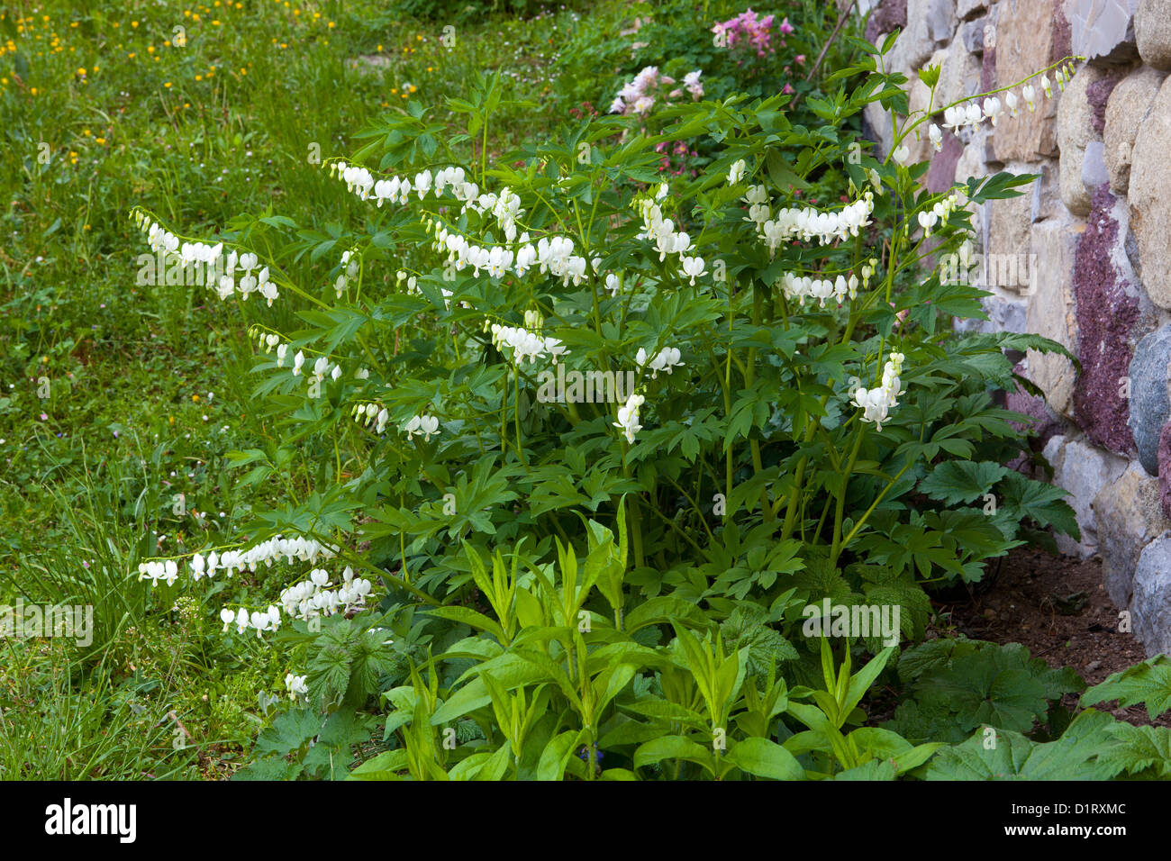 Dicentra spectabilis Alba, bleeding heart Stock Photo - Alamy
