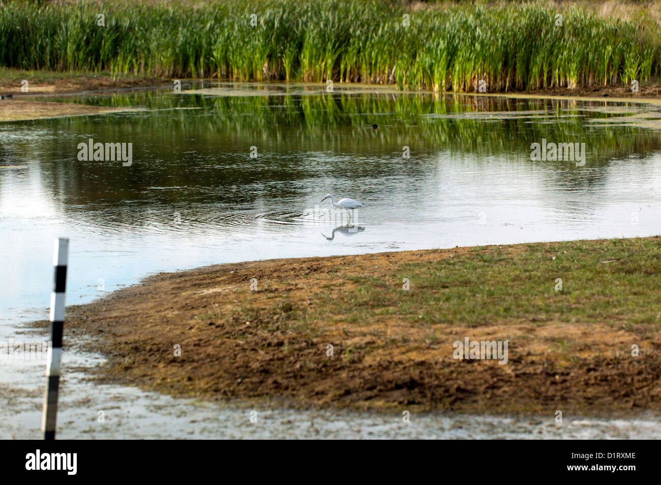 Egret at Restharrow Scrape, Sandwich Bay Bird Observatory Trust Stock ...