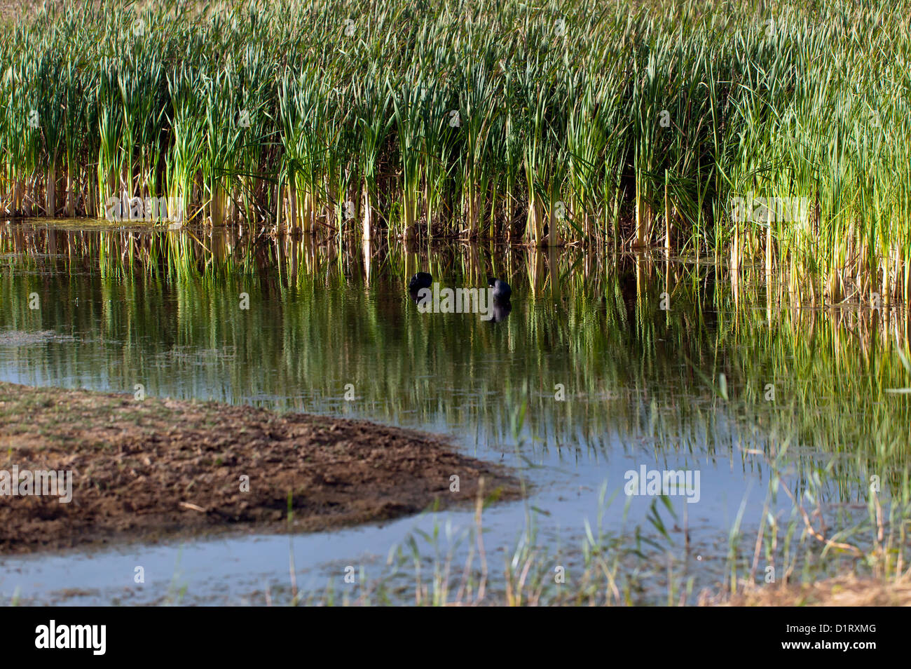 Bay bird observatory hi-res stock photography and images - Alamy