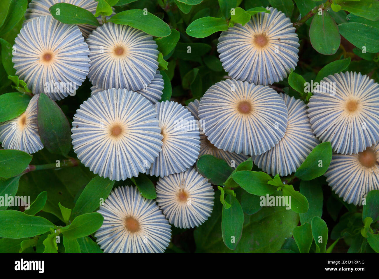 Coprinus plicatilis mushroom Stock Photo - Alamy