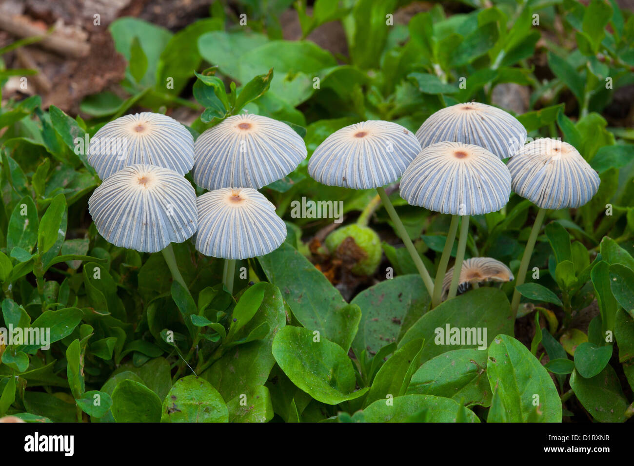 Coprinus plicatilis mushroom Stock Photo - Alamy