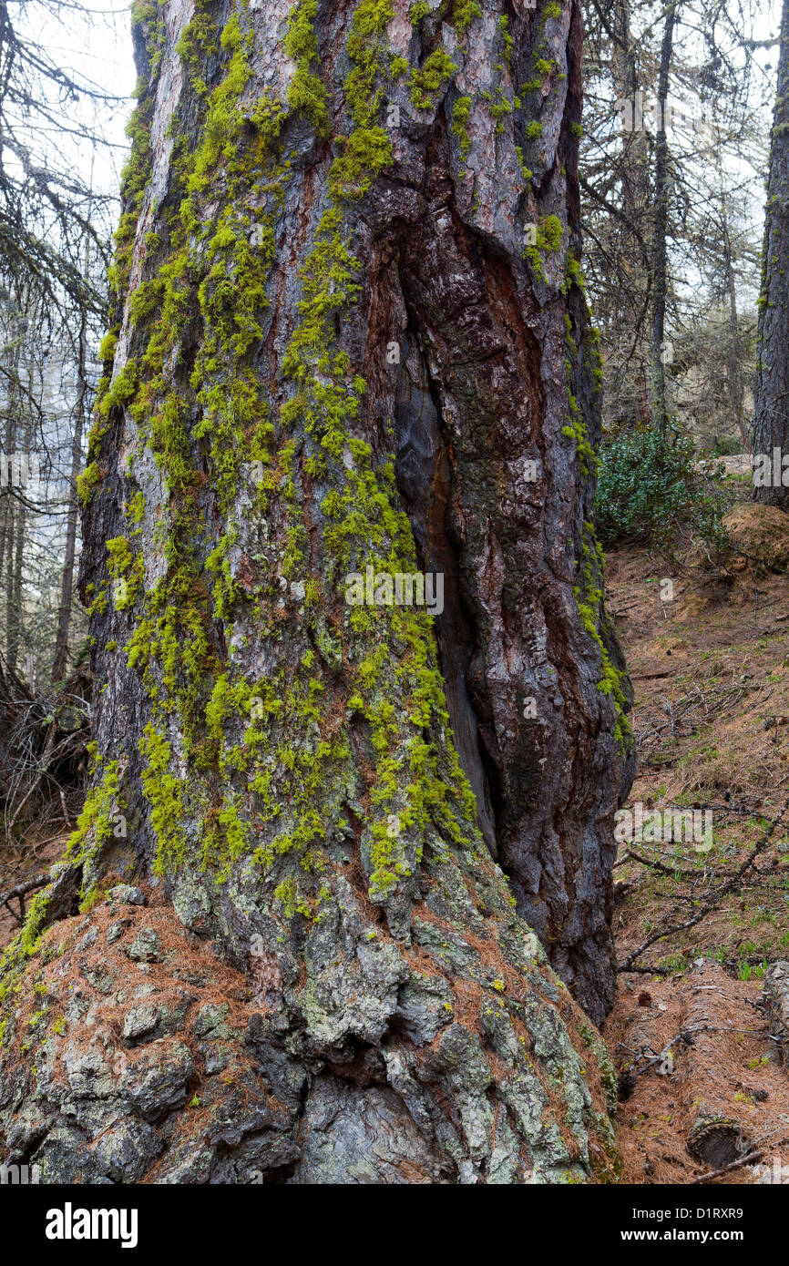 Letharia vulpina, wolf lichen on larch trunk Stock Photo - Alamy