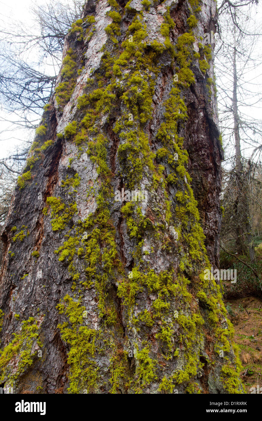 Letharia vulpina, wolf lichen on larch trunk Stock Photo - Alamy