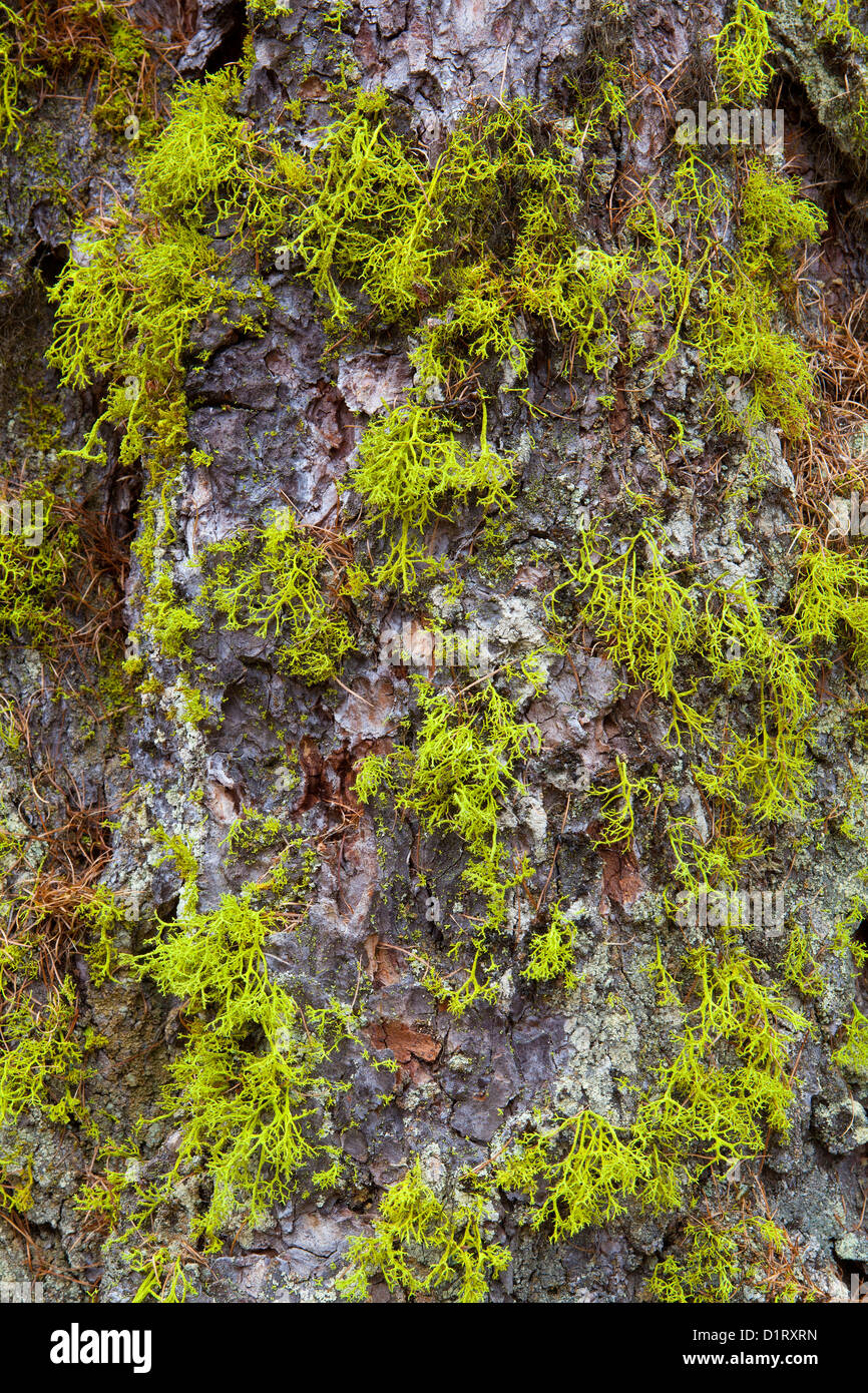 Letharia vulpina, wolf lichen on larch trunk Stock Photo - Alamy