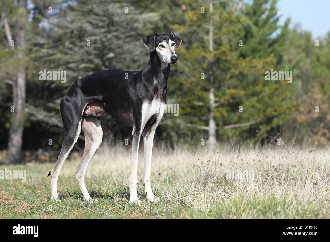 Berber greyhound hi-res stock photography and images - Alamy