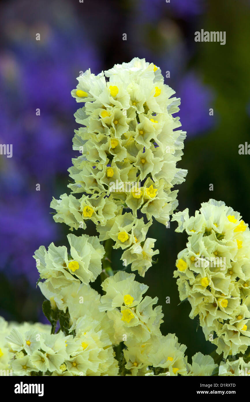 Limonium sinuatum, Forever Gold, sea lavender Stock Photo - Alamy