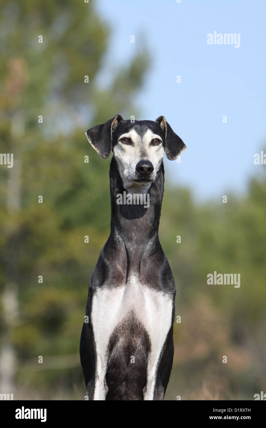 Berber windhund hi-res stock photography and images - Alamy