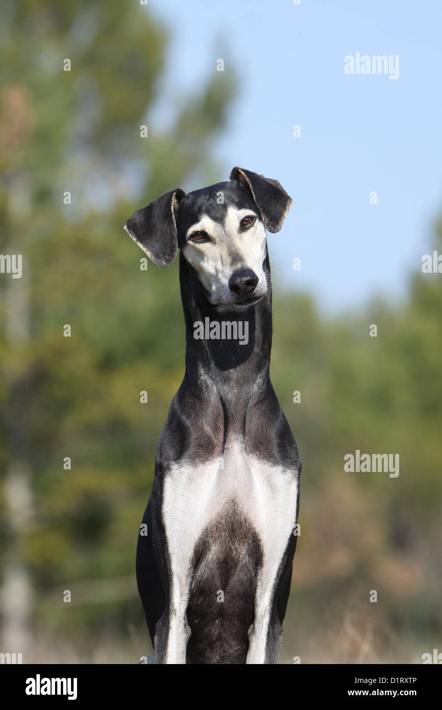Dog Sloughi / Berber Greyhound adult portrait face Stock Photo - Alamy