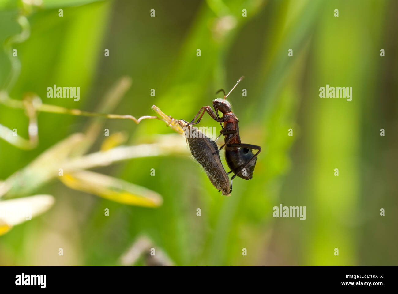 little insect (Himacerus mirmicoides) on brown pod Stock Photo - Alamy