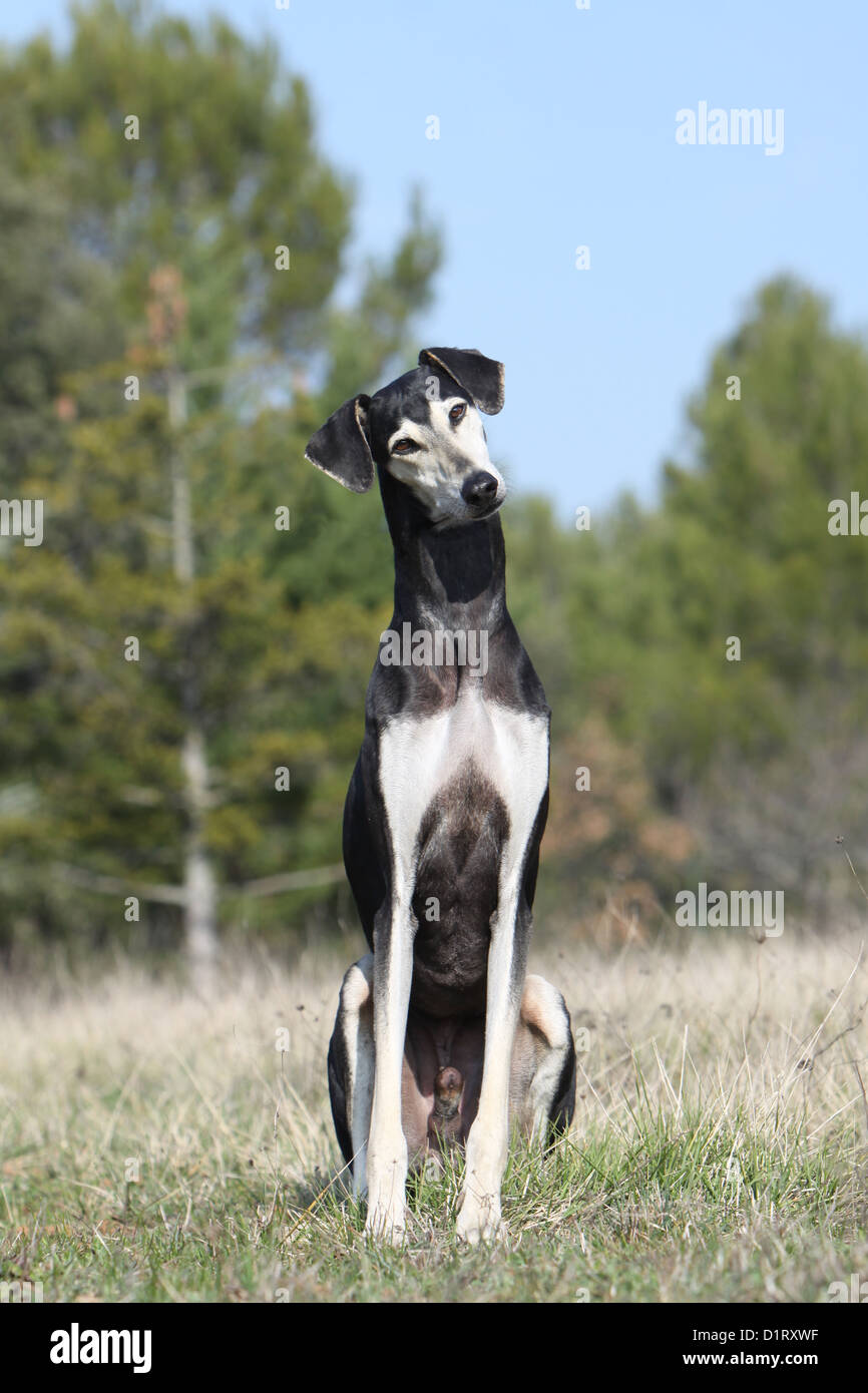 Berber windhund hi-res stock photography and images - Alamy