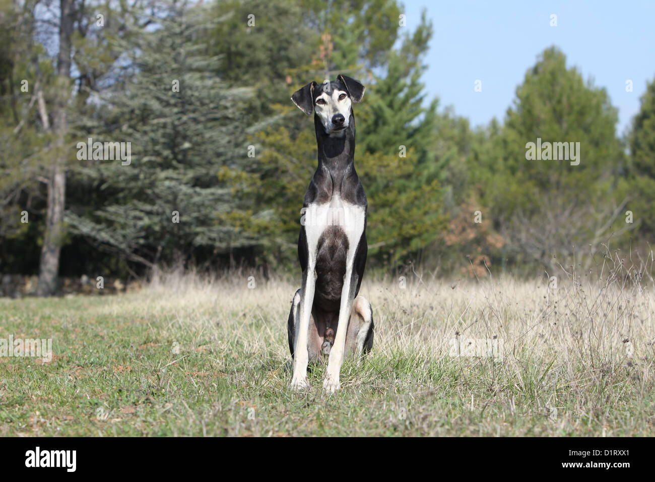 Berber windhund hi-res stock photography and images - Alamy