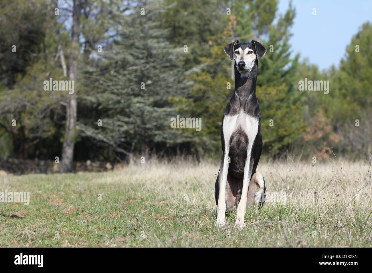 Dog Sloughi / Berber Greyhound adult sitting in a meadow Stock Photo ...