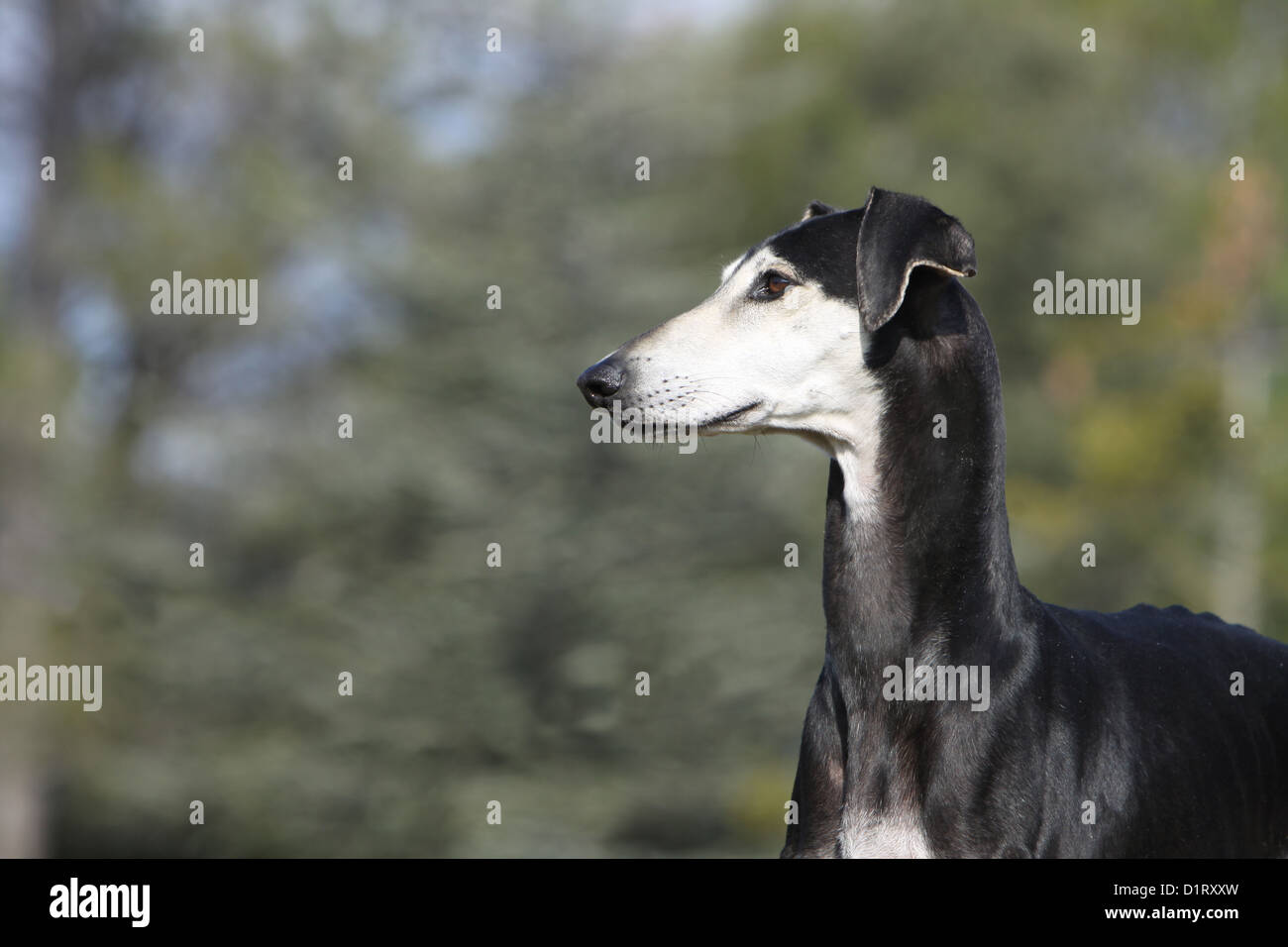 Dog Sloughi / Berber Greyhound adult portrait profile Stock Photo - Alamy