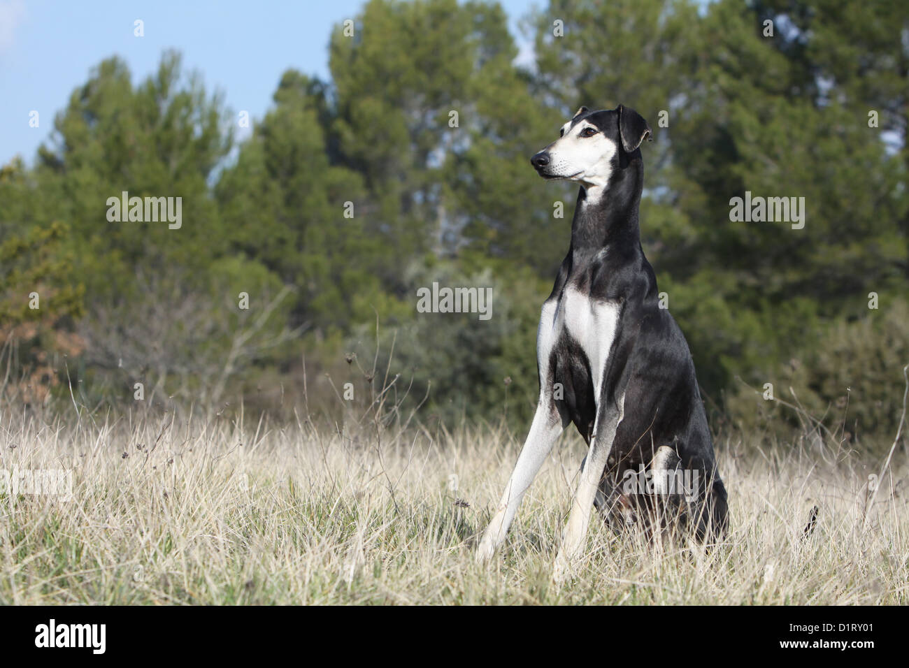 Dog Sloughi / Berber Greyhound adult sitting profile Stock Photo - Alamy