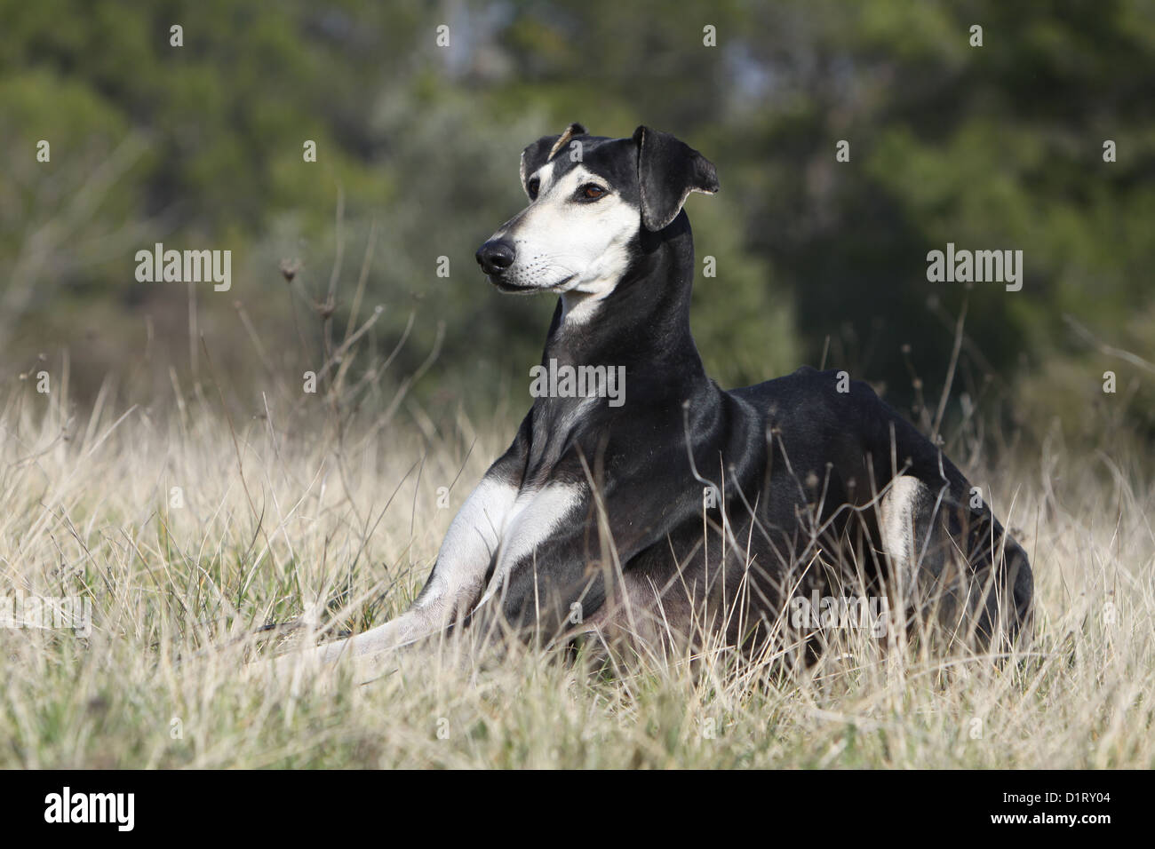Dog Sloughi / Berber Greyhound adult lying on a meadow Stock Photo - Alamy