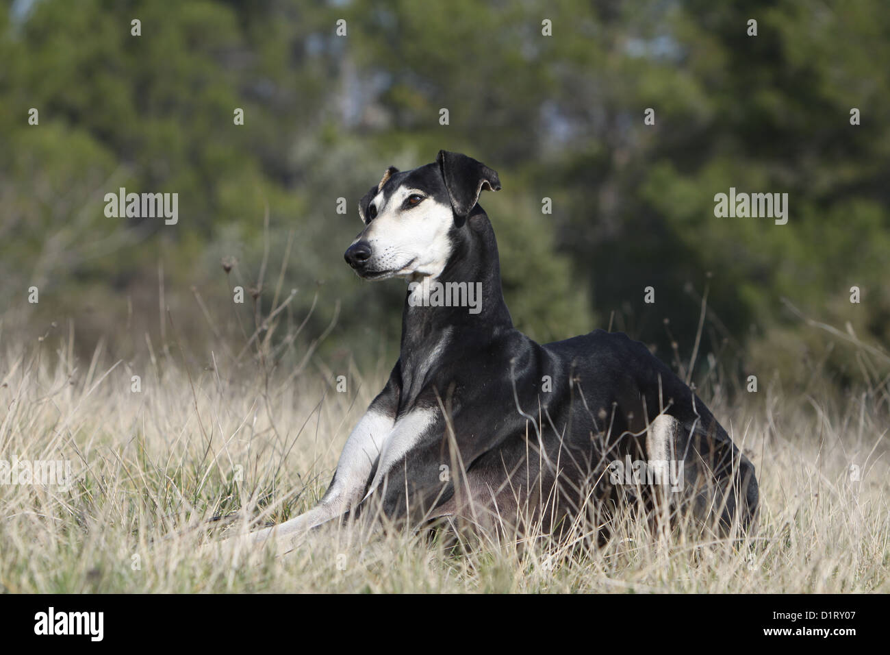Berber windhund hi-res stock photography and images - Alamy