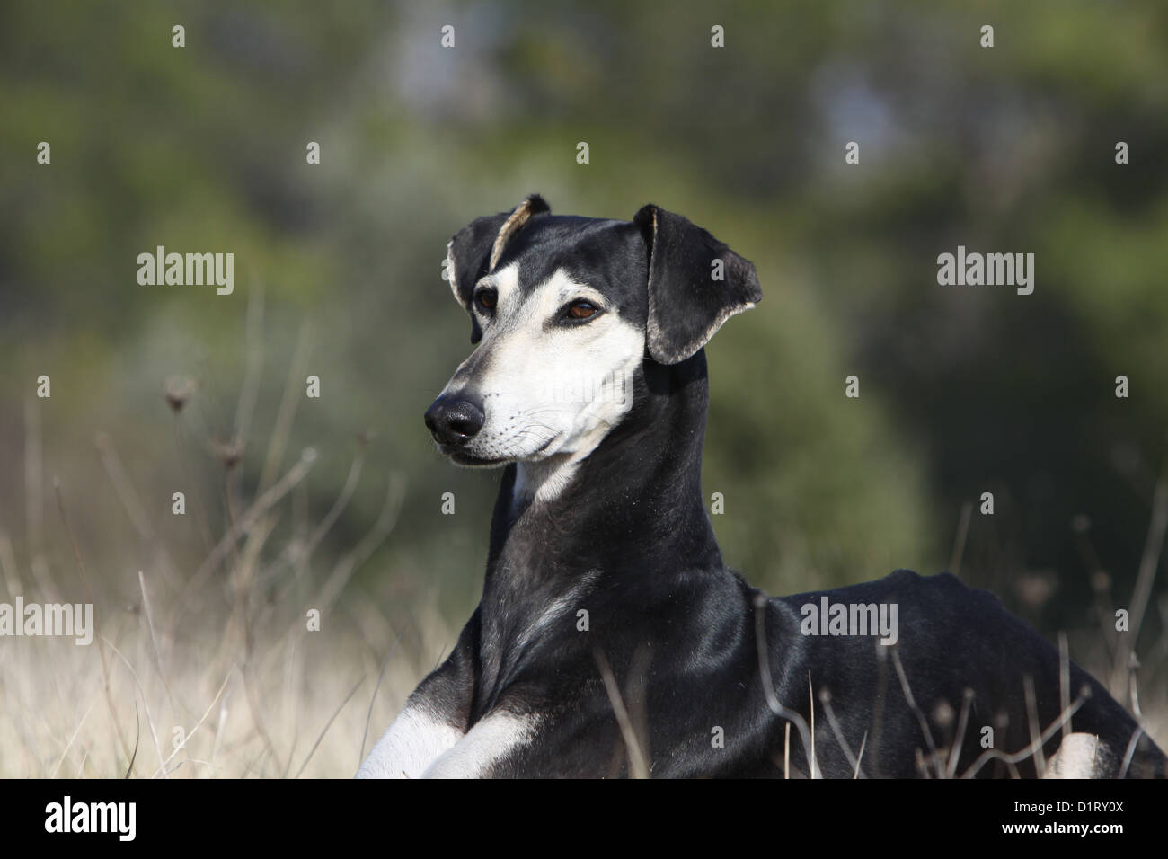 Dog Sloughi / Berber Greyhound adult portrait profile Stock Photo - Alamy