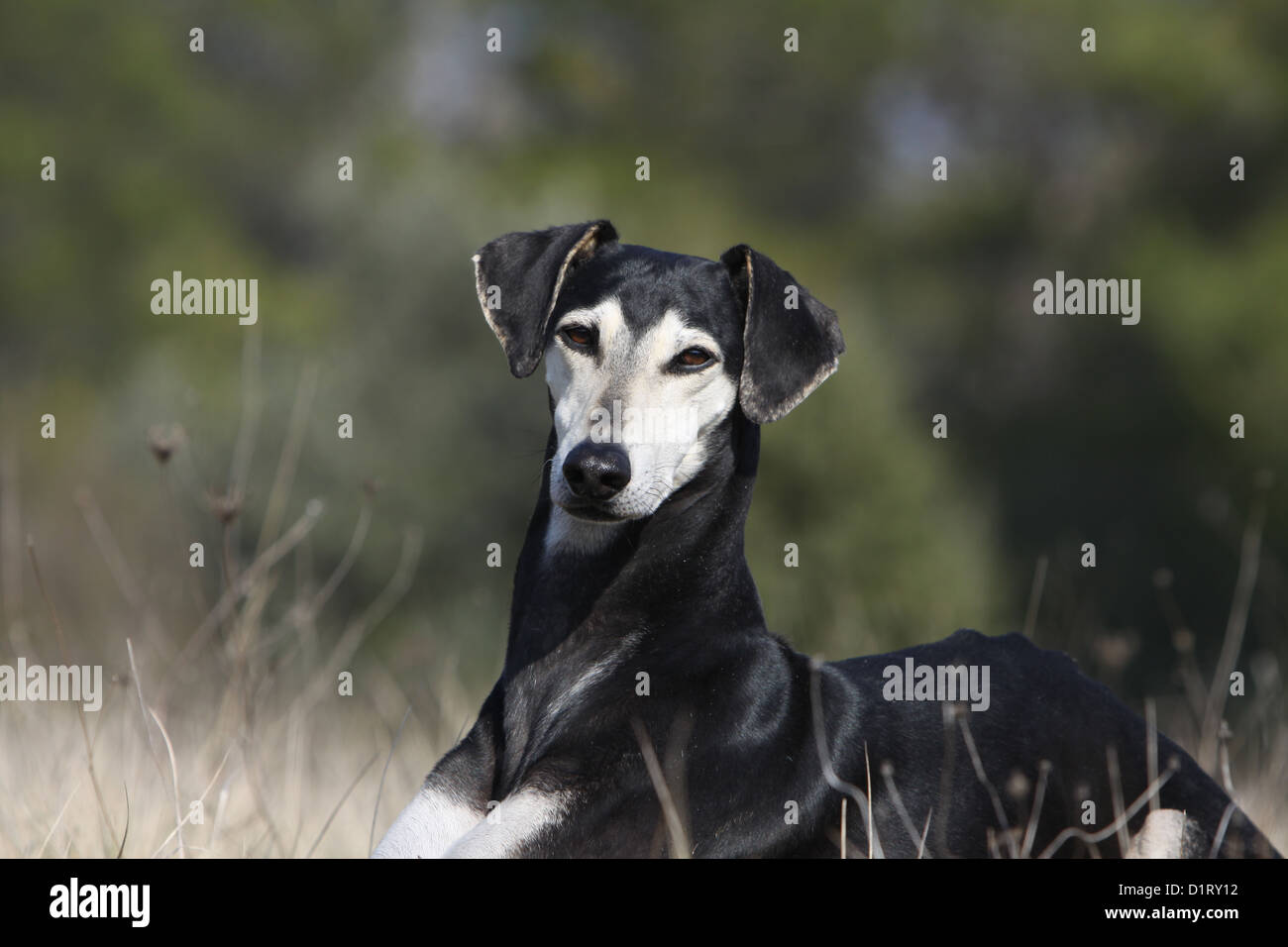 Dog Sloughi / Berber Greyhound adult portrait face Stock Photo - Alamy