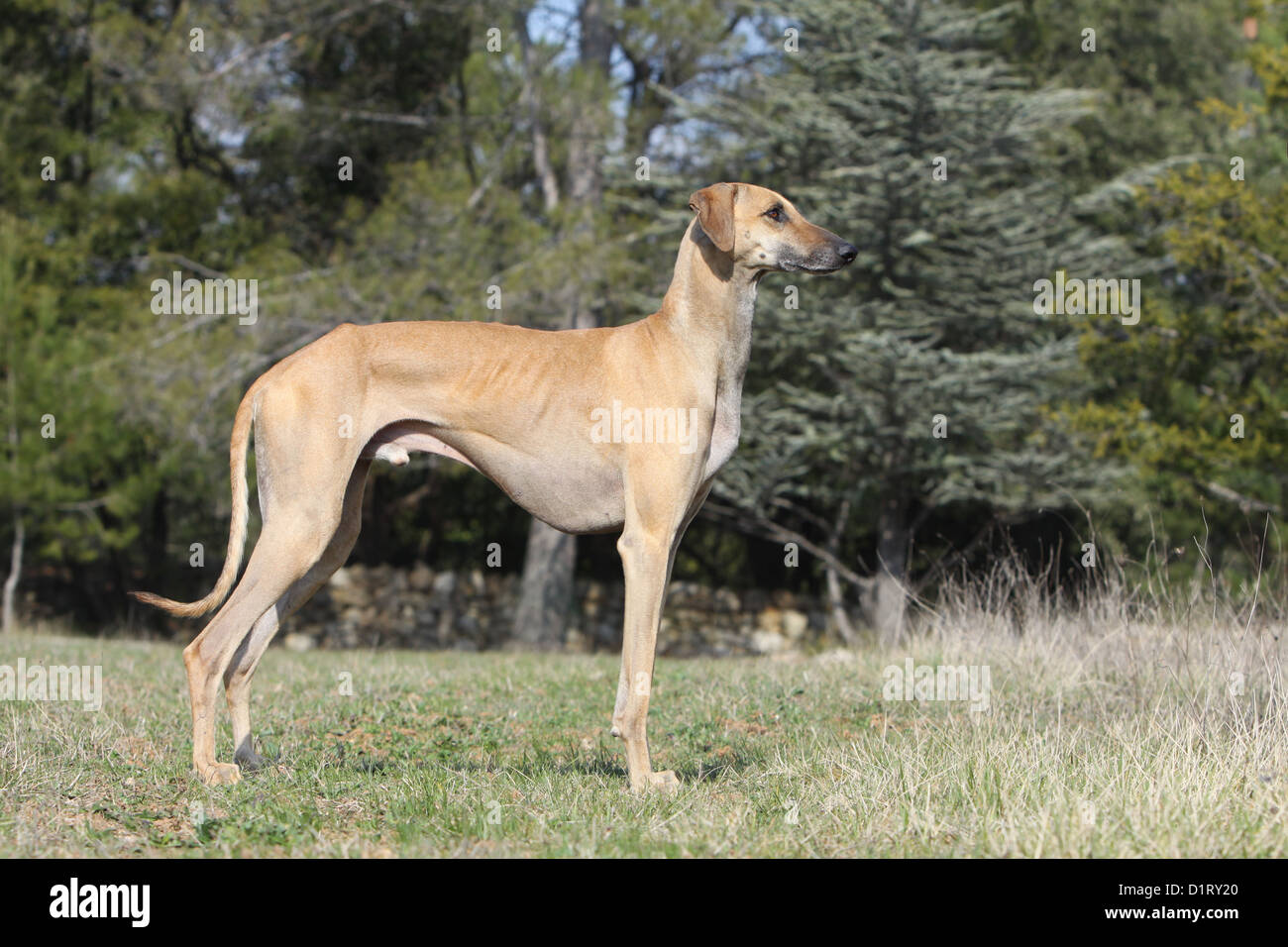 Dog Sloughi / Berber Greyhound adult standard profile Stock Photo - Alamy