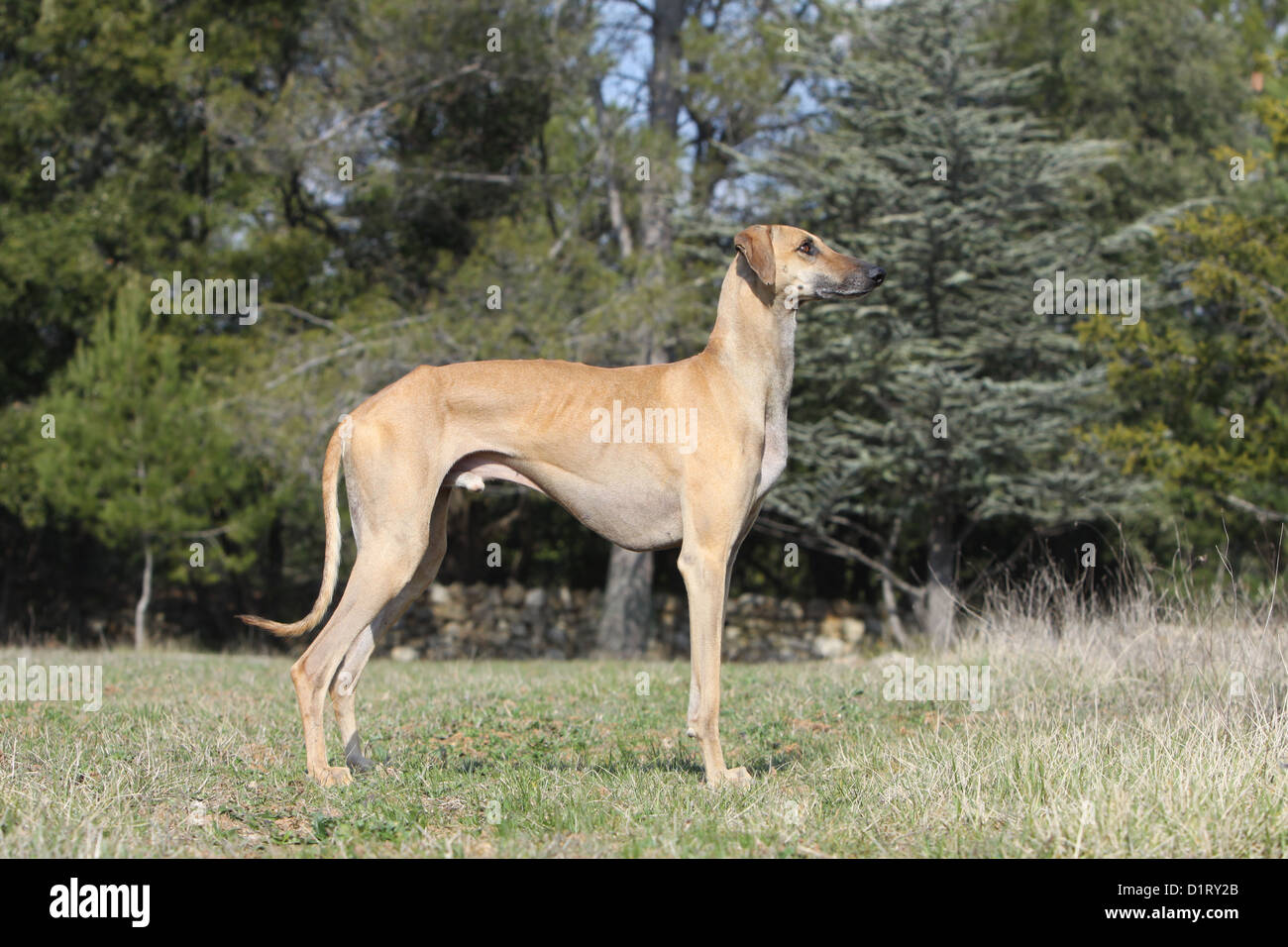 Dog Sloughi / Berber Greyhound adult standard profile Stock Photo - Alamy