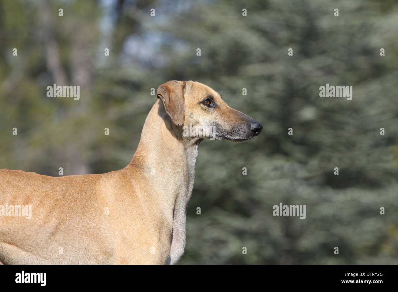 Dog Sloughi / Berber Greyhound adult portrait profile Stock Photo - Alamy