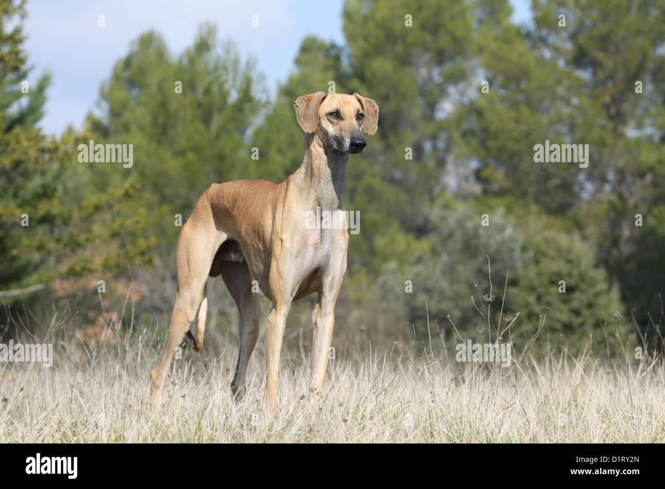 Berber greyhound hi-res stock photography and images - Alamy