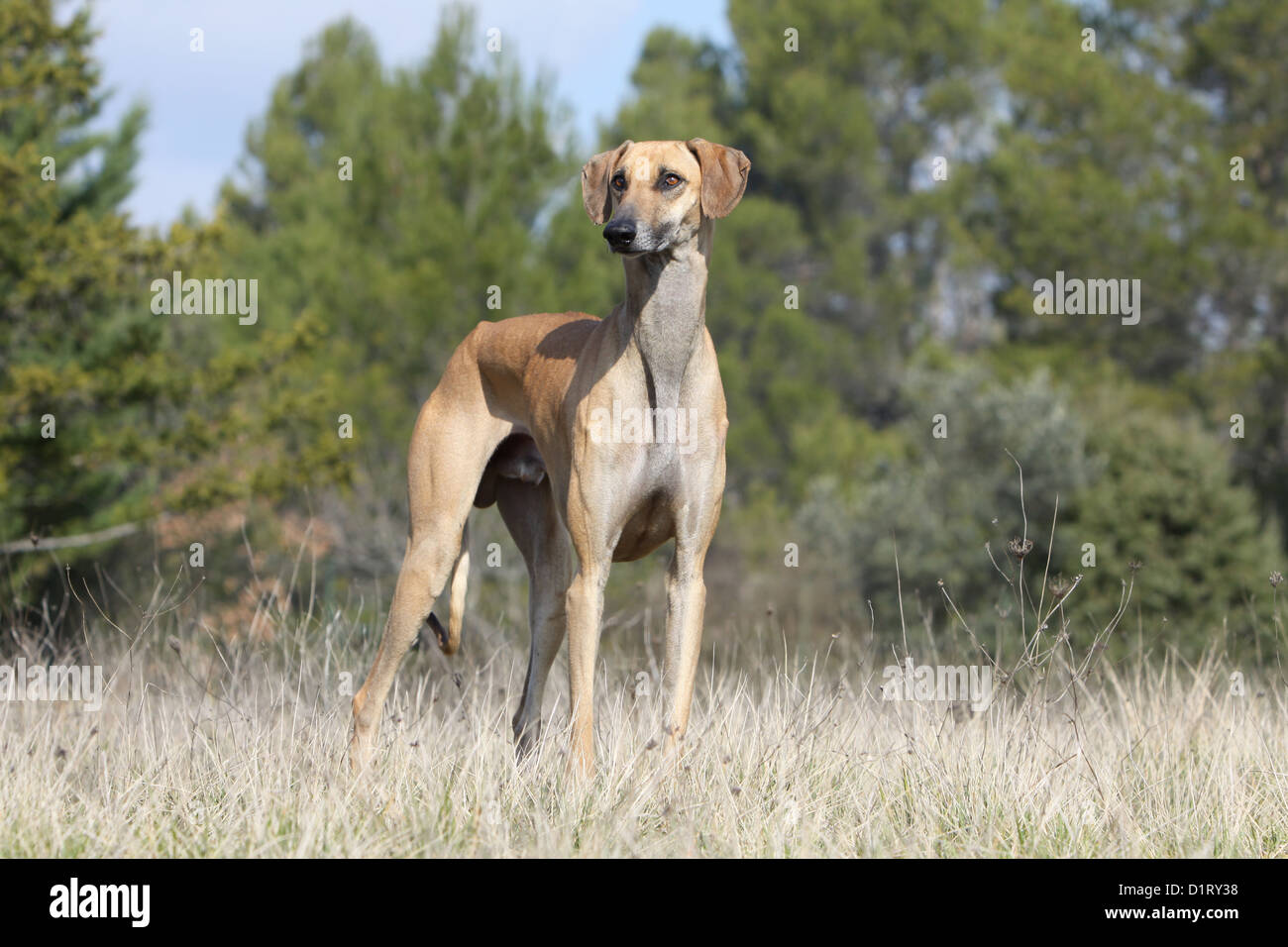 Dog Sloughi / Berber Greyhound adult standing Stock Photo - Alamy