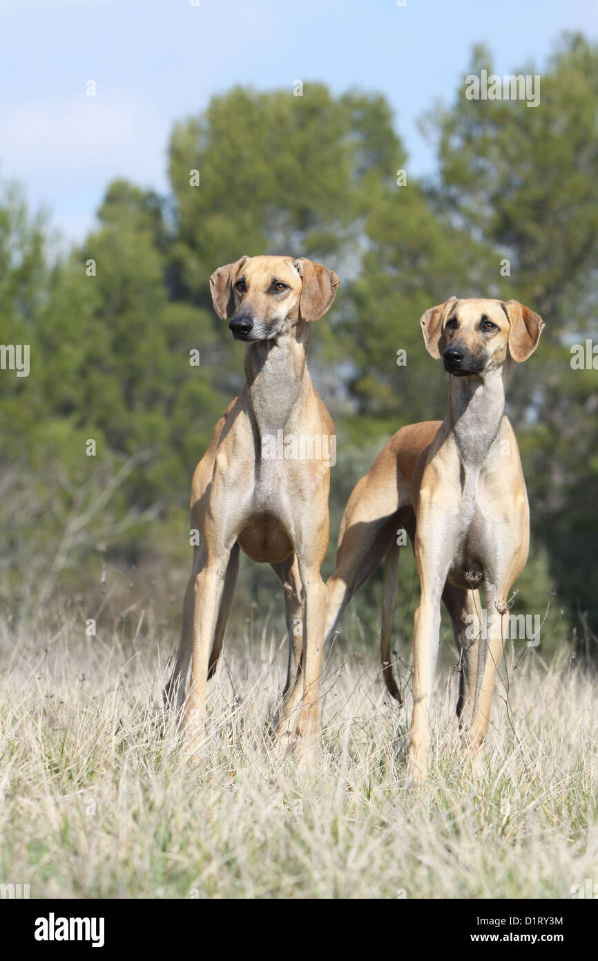 Dog Sloughi / Berber Greyhound two adults standing Stock Photo - Alamy
