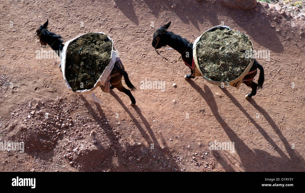 Load carrying mule viewed from above hi-res stock photography and ...