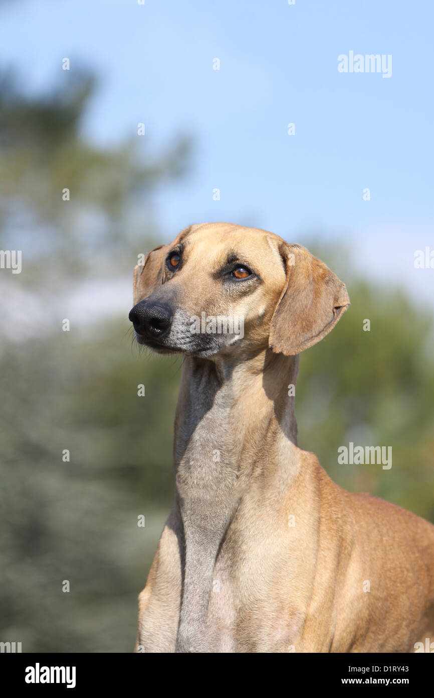 Dog Sloughi / Berber Greyhound adult portrait profile Stock Photo - Alamy