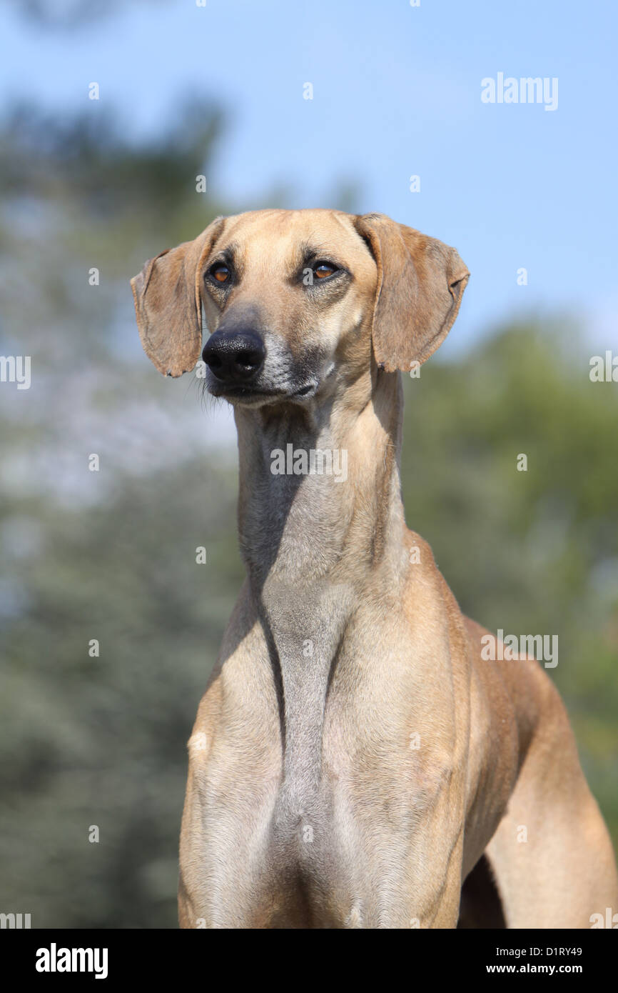Dog Sloughi / Berber Greyhound adult portrait face Stock Photo - Alamy