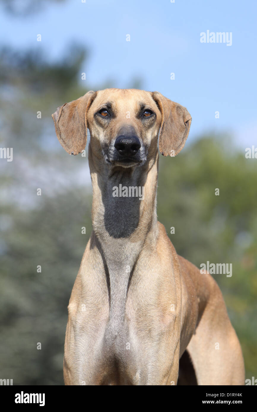 Dog Sloughi / Berber Greyhound adult portrait face Stock Photo - Alamy