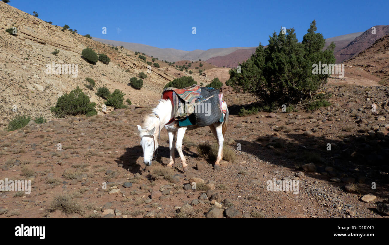 White mule hi-res stock photography and images - Alamy