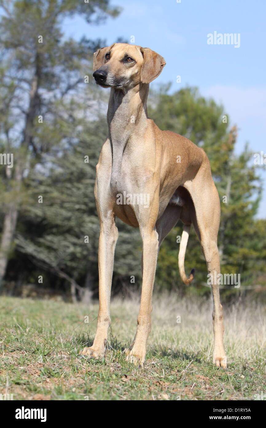 Dog Sloughi / Berber Greyhound adult standing Stock Photo - Alamy