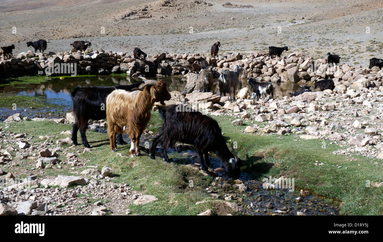 Goat drinking from stream hi-res stock photography and images - Alamy