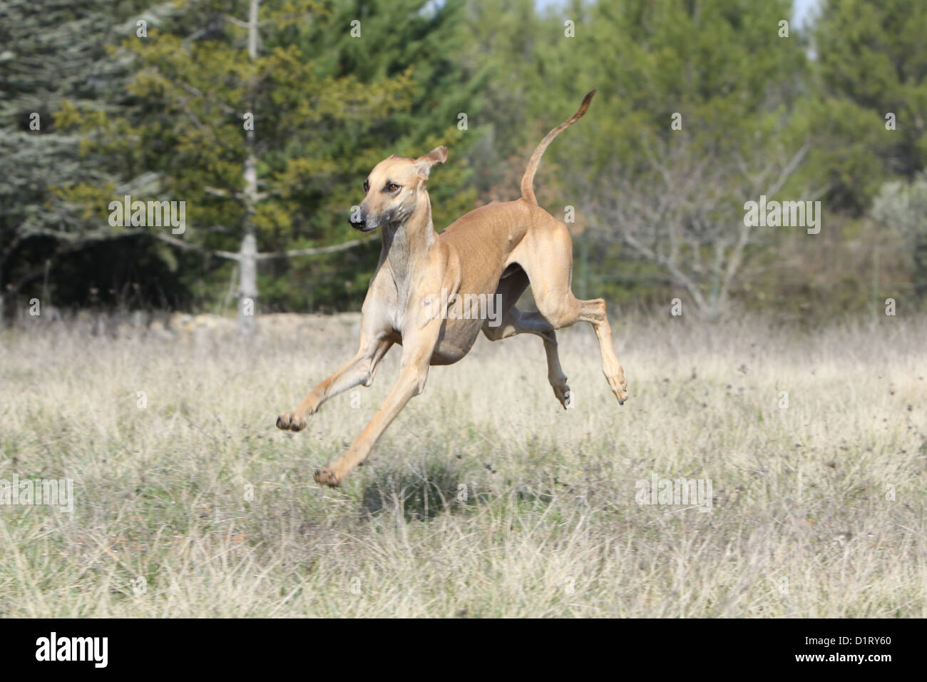 Arabian greyhound (sloughi) hi-res stock photography and images - Alamy