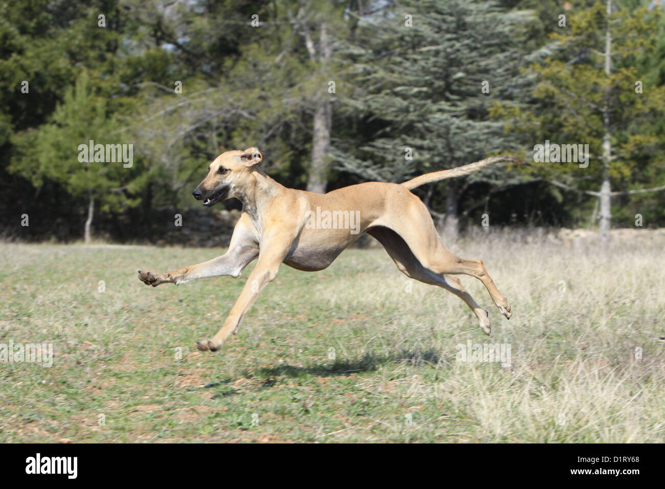 Dog Sloughi / Berber Greyhound adult running Stock Photo - Alamy