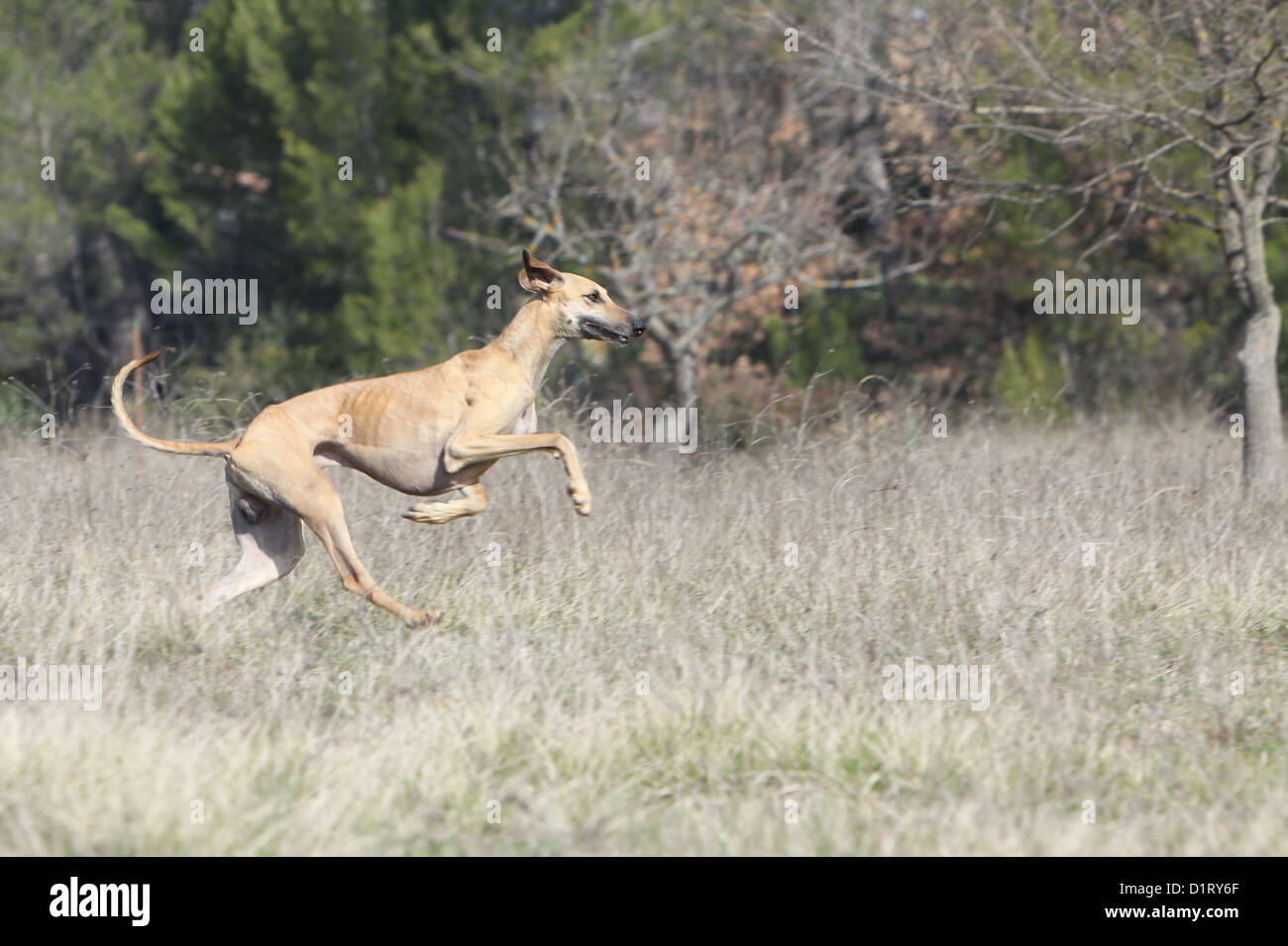 Berber greyhound hi-res stock photography and images - Alamy