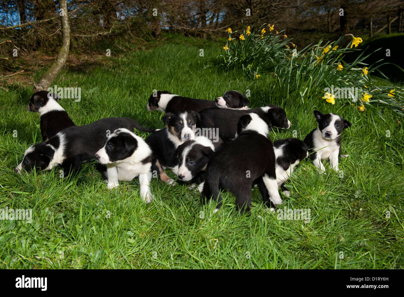 Sheepdog puppies playing out in grass Stock Photo - Alamy
