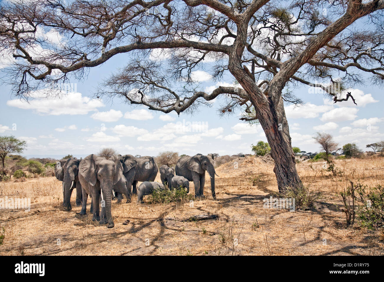 Elephants under tree hi-res stock photography and images - Alamy